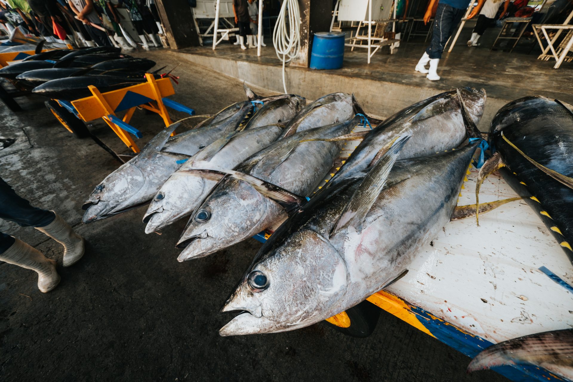 The Best GenSan Guide w/ side trips to South Cotabato & Sarangani ...